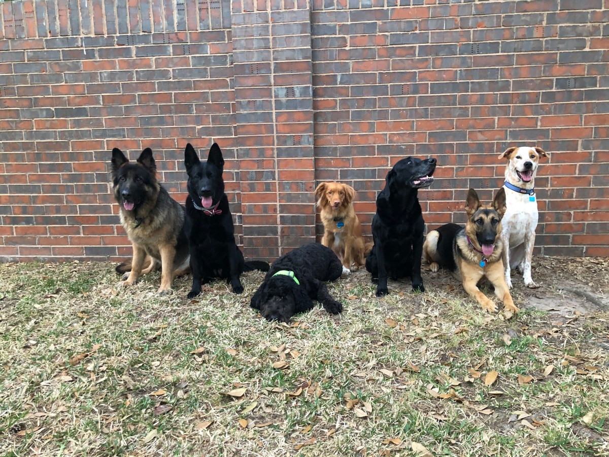 Meet Our Dogs | The Rescue for PTSD