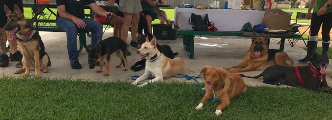 Meet Our Dogs | The Rescue for PTSD