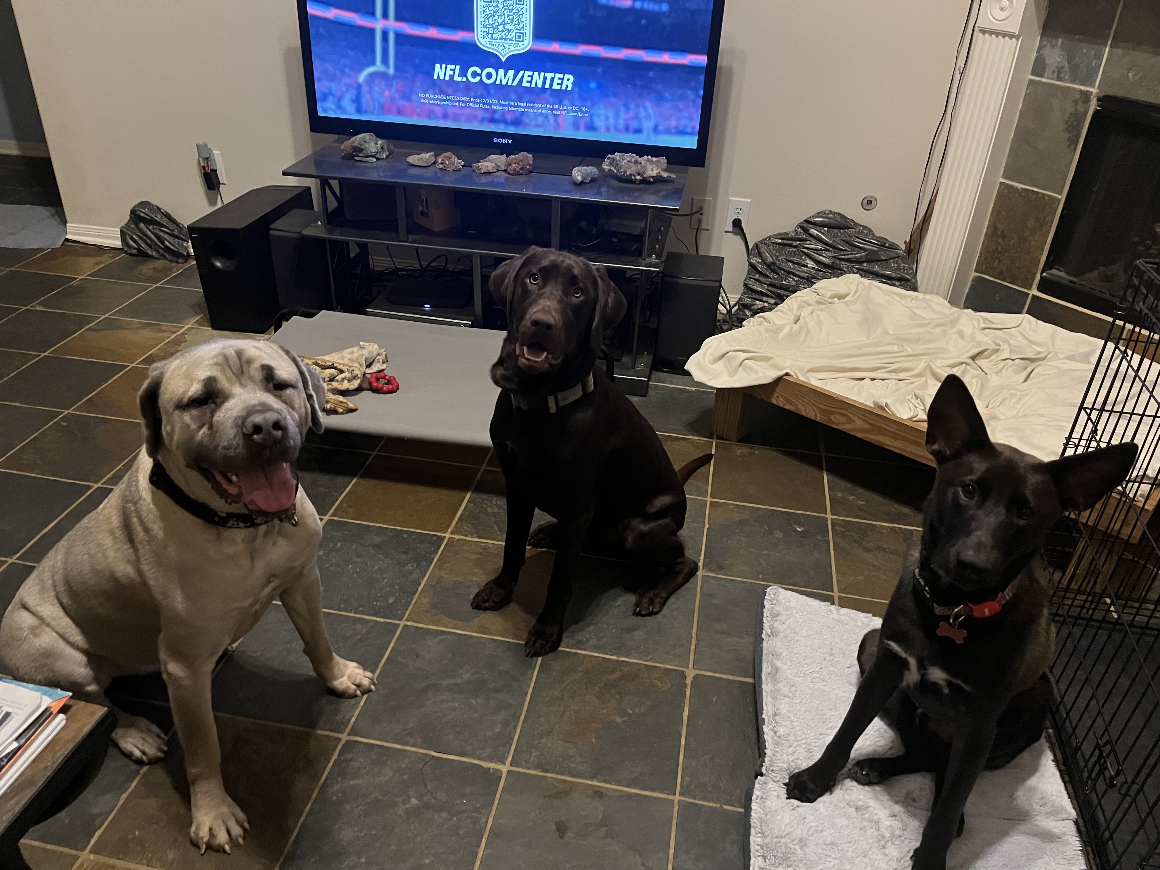 Enzo & Jeff | The Rescue for PTSD