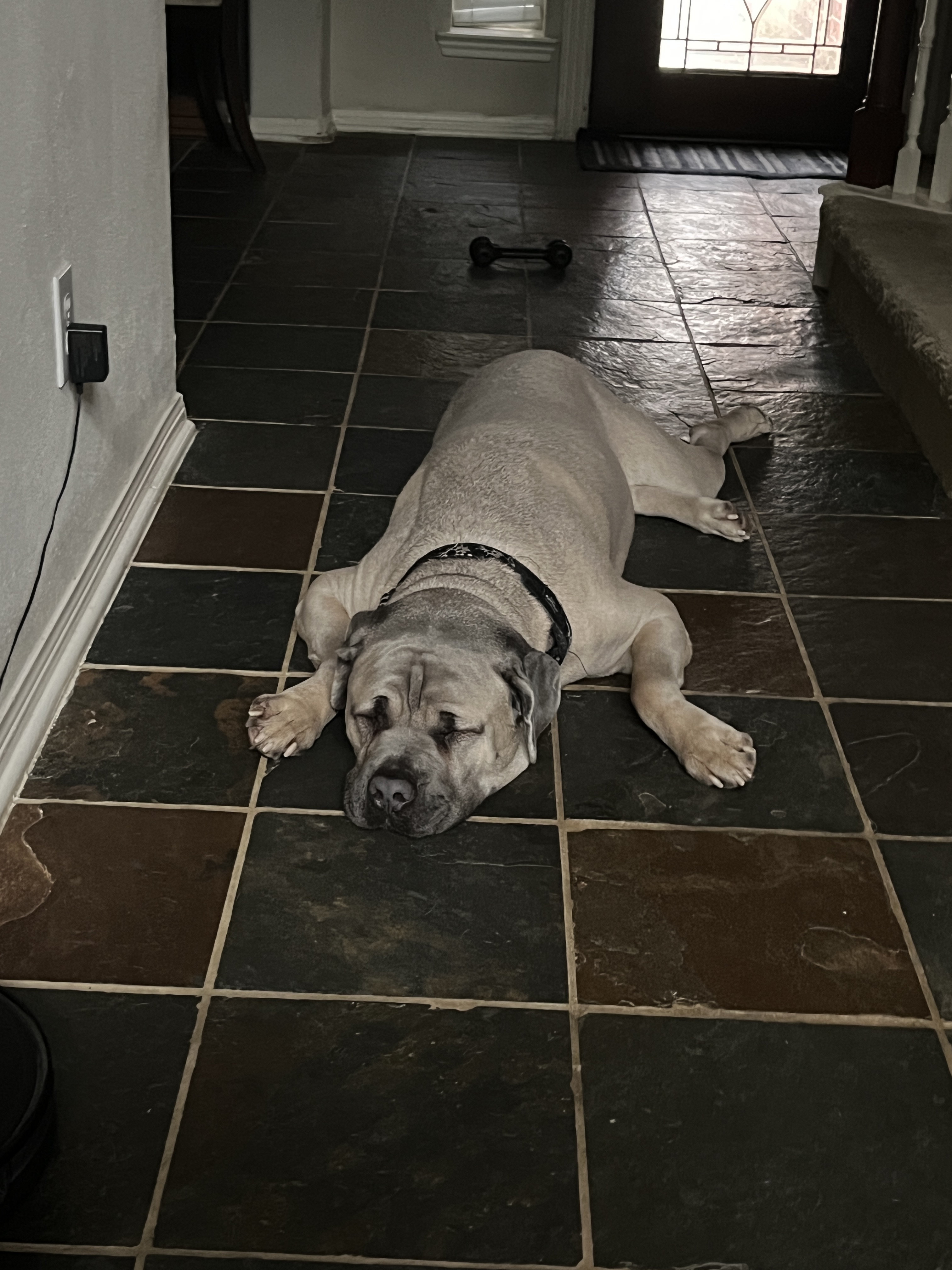 Enzo & Jeff | The Rescue for PTSD
