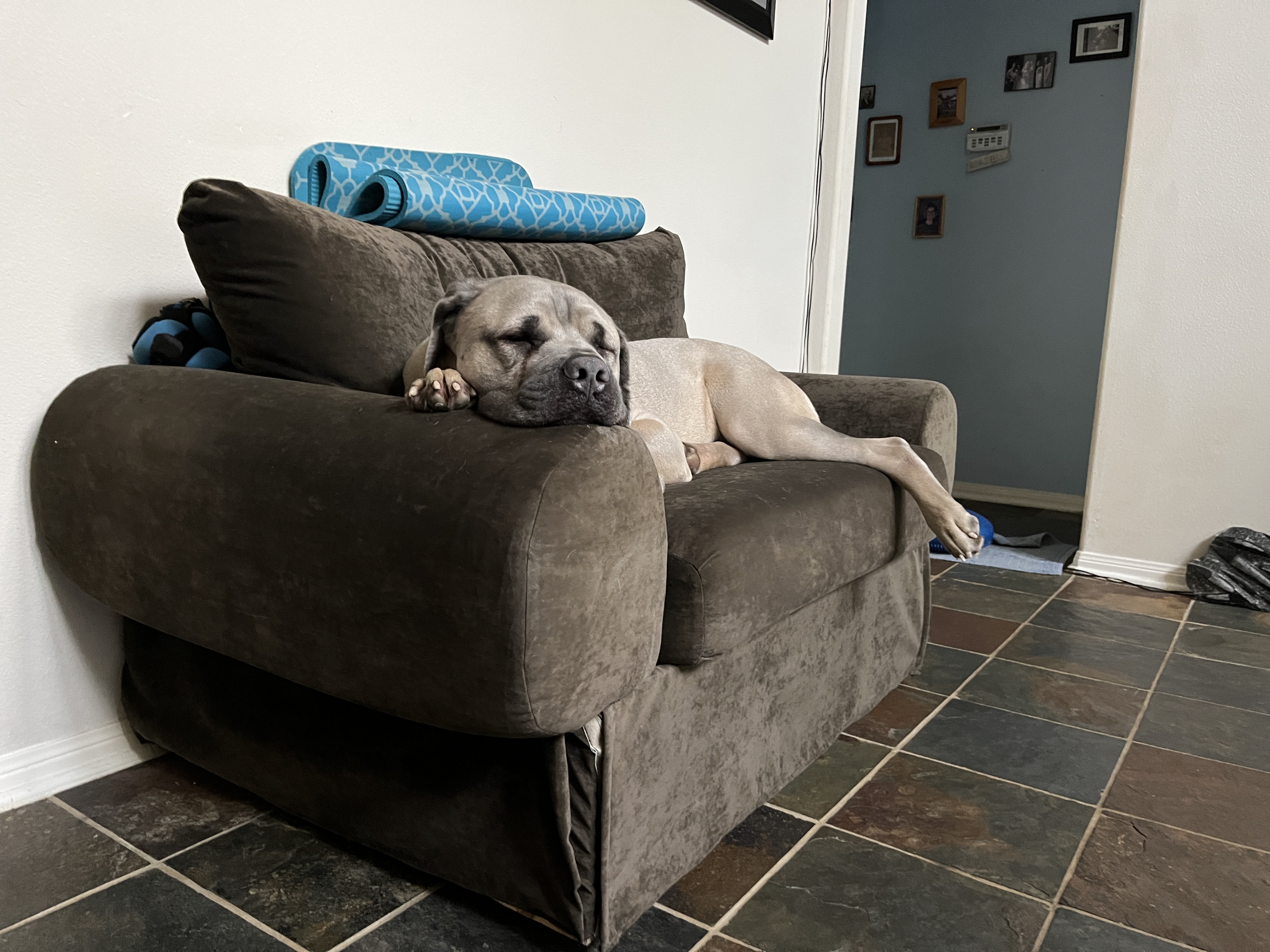Enzo & Jeff | The Rescue for PTSD